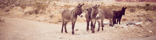 Saul and the Lost Donkeys